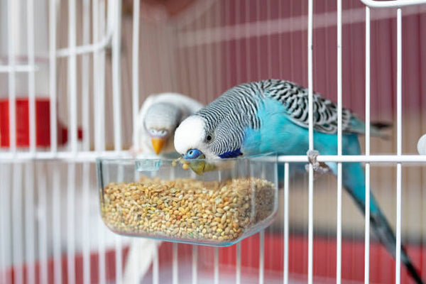 Wat eten parkieten? | Parkietwinkel.nl